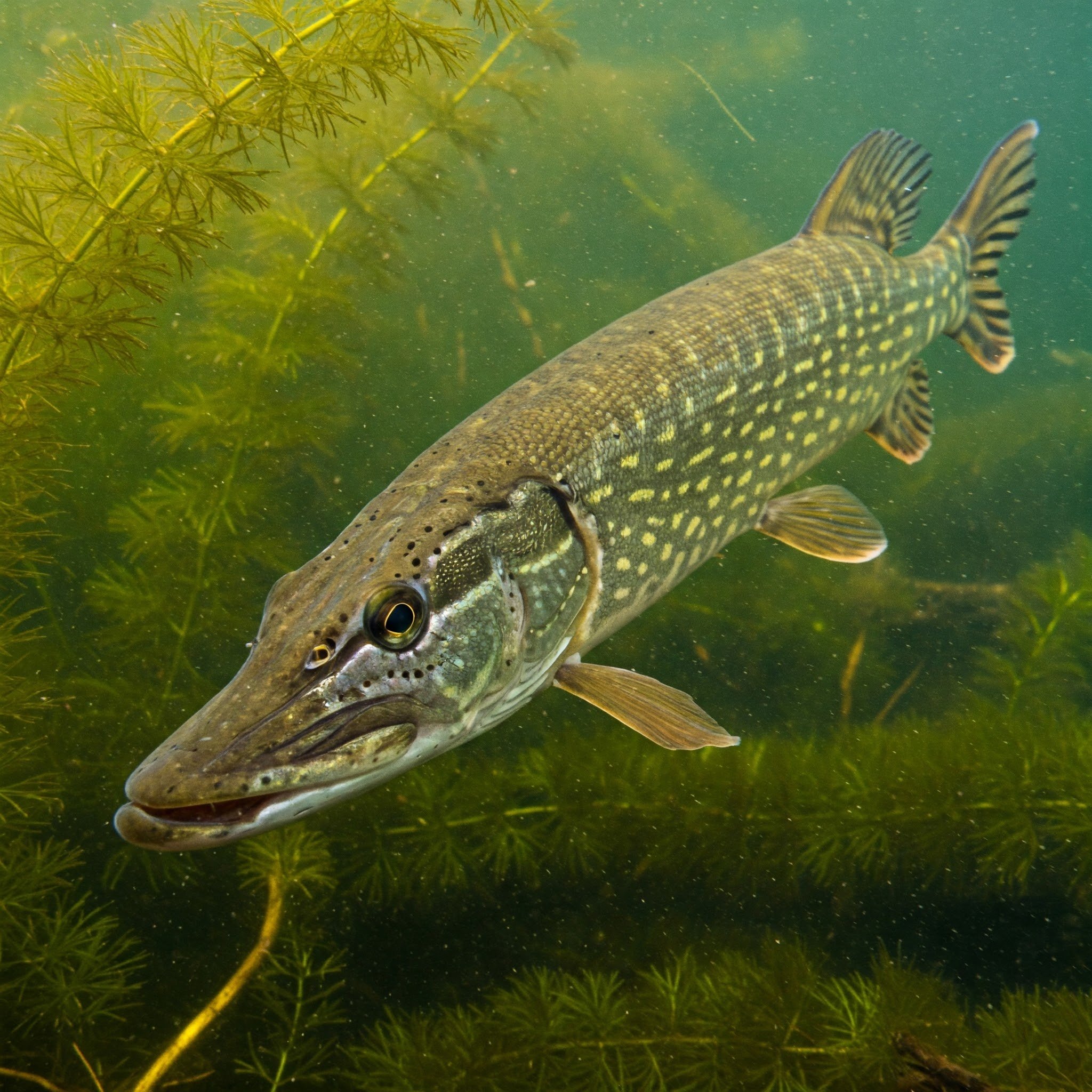 Northern Pike Fishing • betterfishingtackle.com